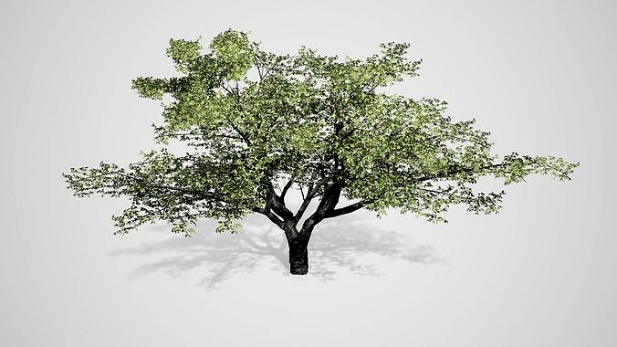 Cherry Tree 3d model