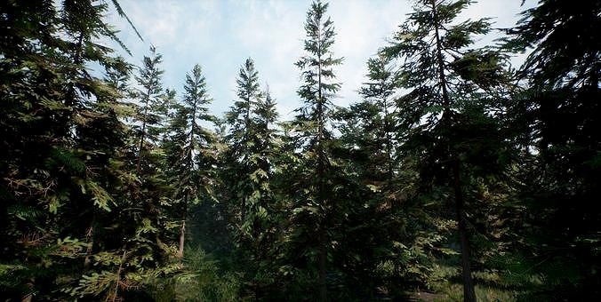 Realistic Spruce Trees 3d model