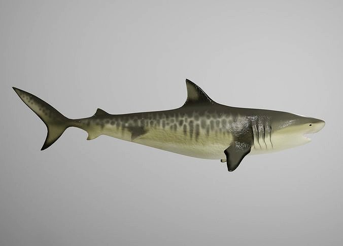 Tiger Shark 3d model