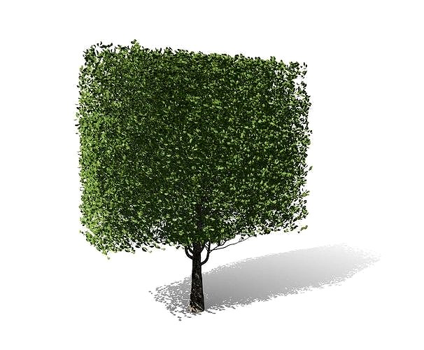 The Square Tree 3d model