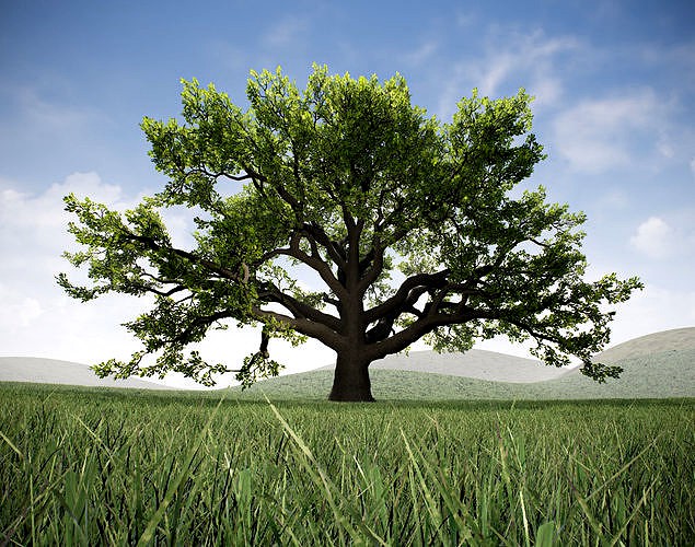 Realistic Broadleaf Oak Trees for games 3d model