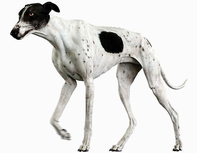 Greyhound Spotted Animated 3d model