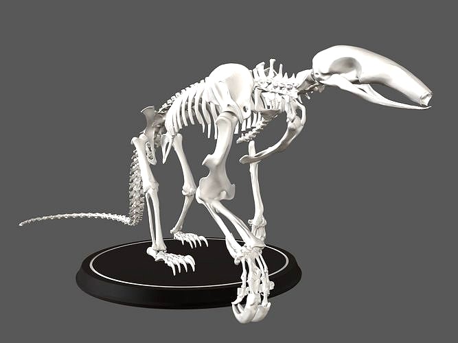 Anteater Skeleton 3d model