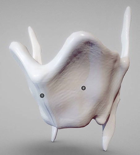Thyroid Cartilage 3d model