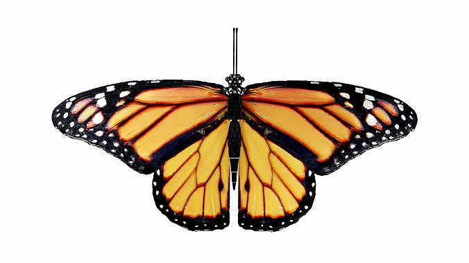 Low-Poly Butterfly - Fully Rigged For Blender 3d model