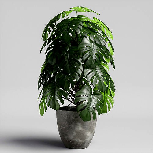 monstera 02 3d model