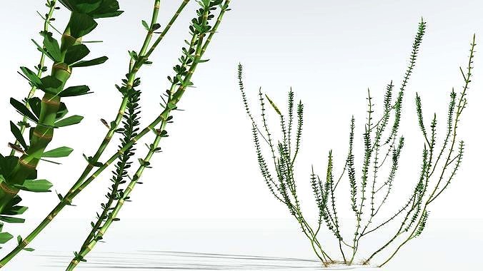 EVERYPlant Hollow-Stemmed Sphenophyllum 07 --16 Models-- 3d