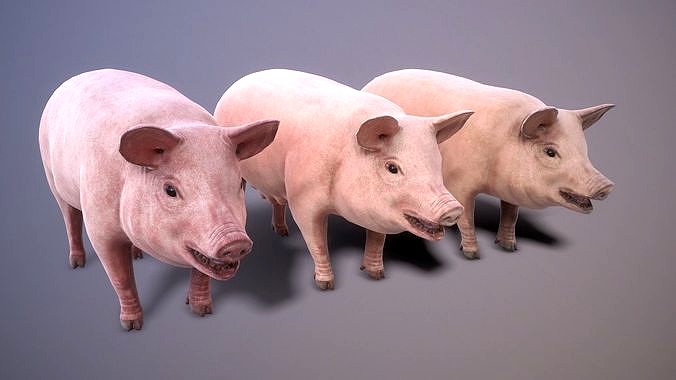 Pig rigged PBR 3d model