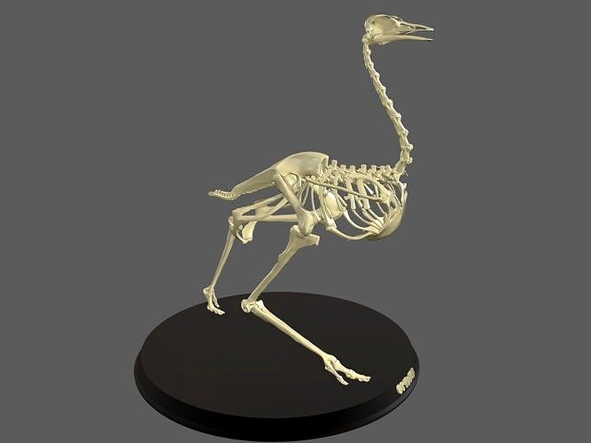 Ostrich Skeleton 3d model