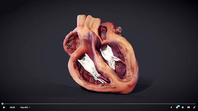 Heart Cross Section Animation 3d model