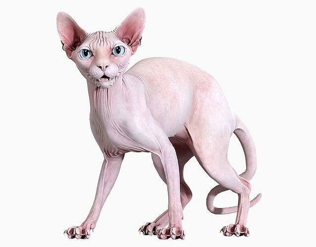 Sphynx Cat Pink Standing Pose 3d model