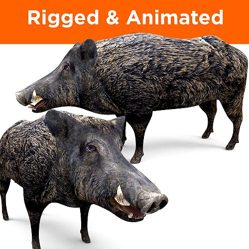 3D Wild Boar Rigged and Animated model