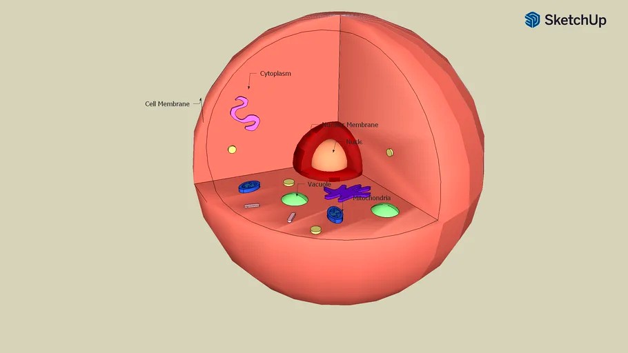 the inside of a cell 3d model