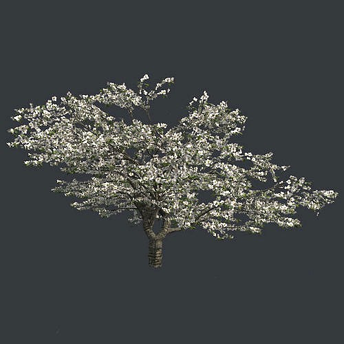 Cherry Blossom Tree 3d model