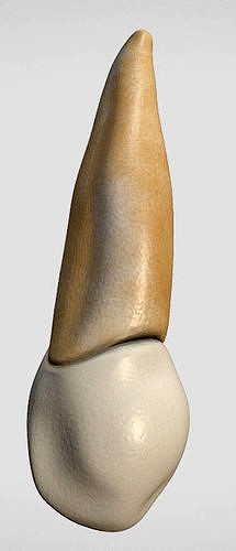 Maxillary Canine 3d model
