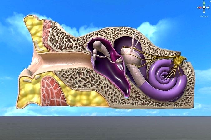 Auditory System 3D model