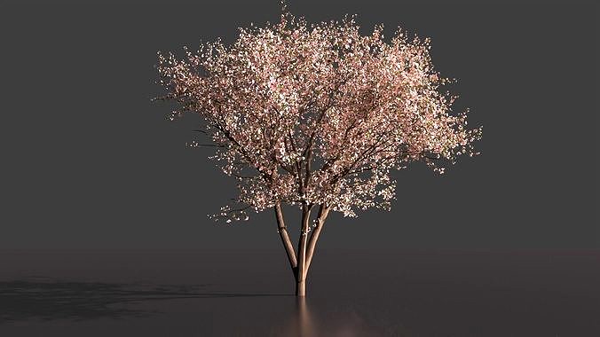 Cherry Blossom tree 3d model