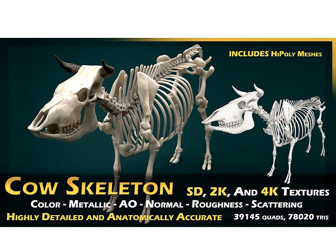 Cow Skeleton 3d model
