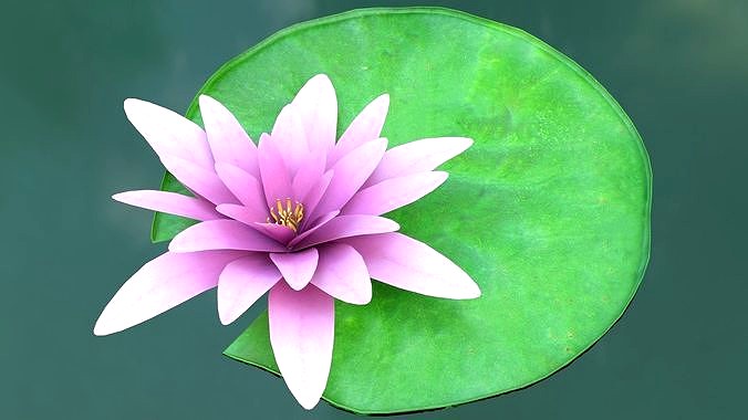 Water Lily Pad 3d model