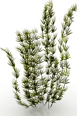 Algae 3D Model