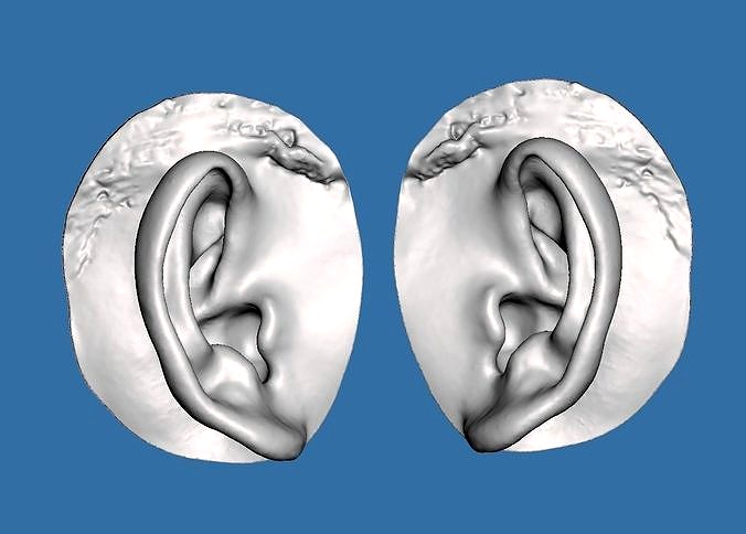 Natural human ear anatomy right and left | 3D model
