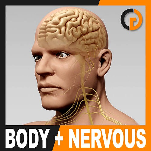 Human Male Body and Nervous System - Anatomy 3d model