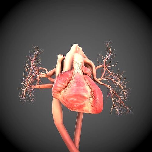 Human Heart Animated Low Poly made for AR - VR - WEB 3d model