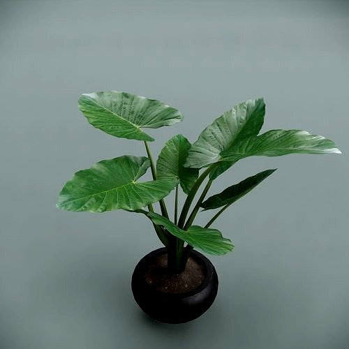 Plant Family for Revit Four Variations 3d model