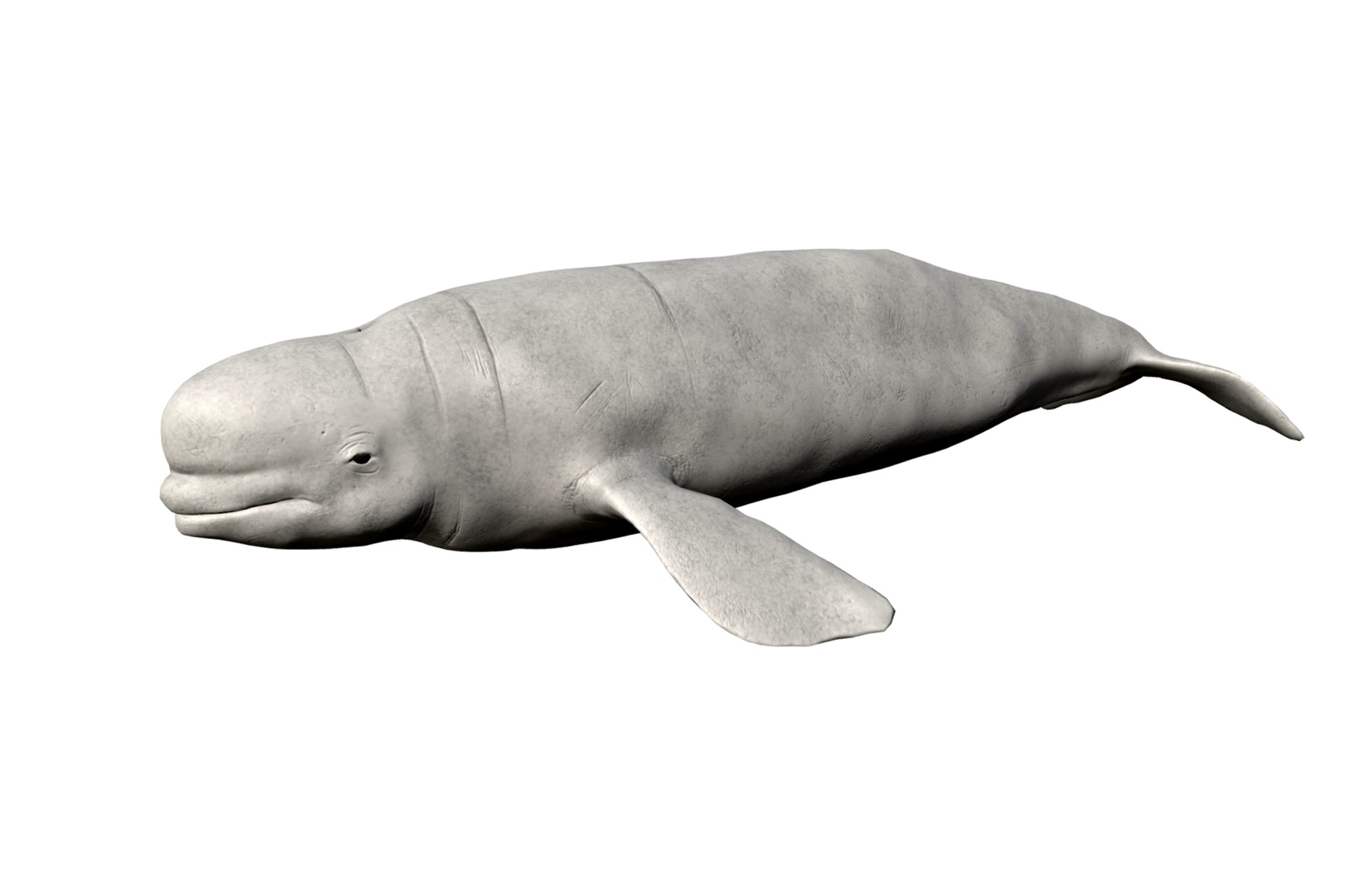 Beluga 3d model