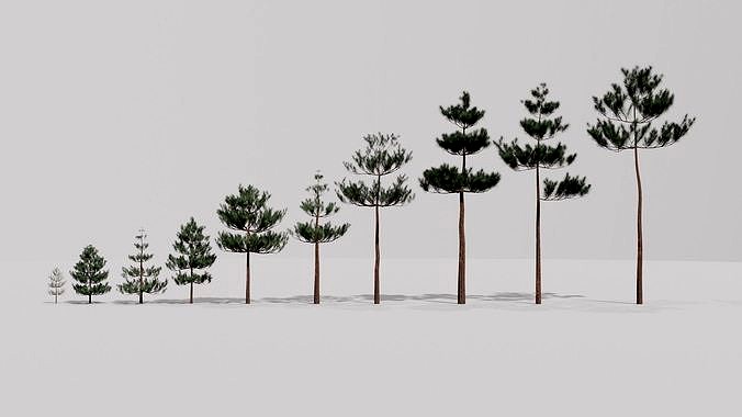Game Ready Low Poly Pine Tree Collection 3d model