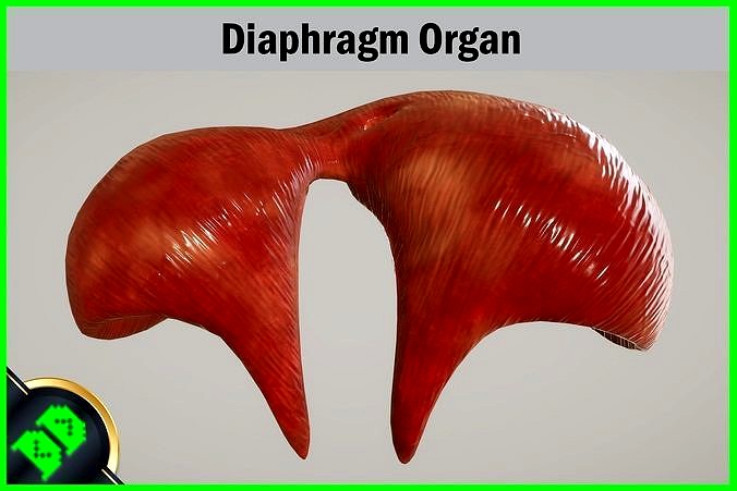 Human Diaphragm - FREE 3d model