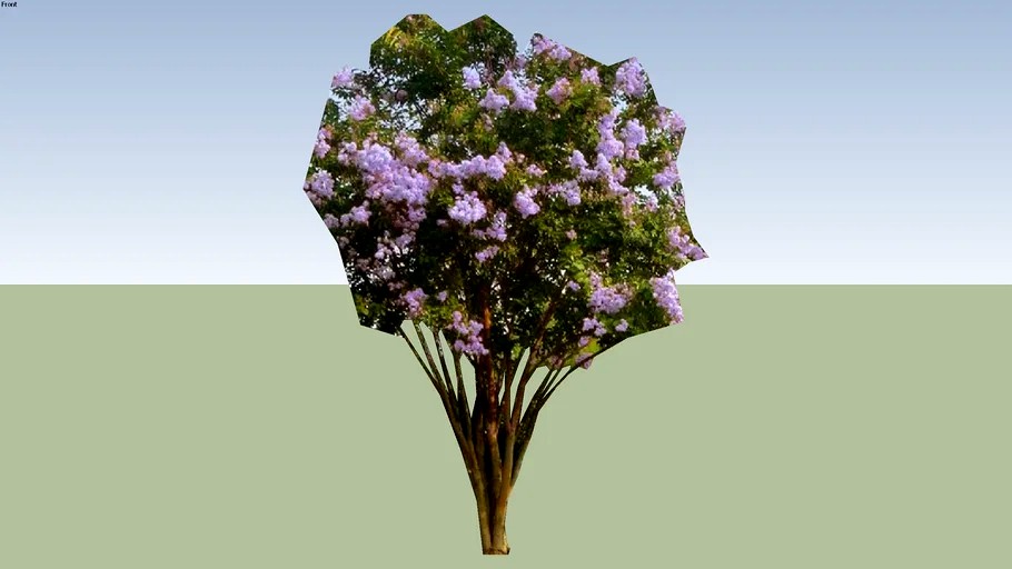 PURPLE FLOWERING CRAPE MYRTLE 3d model