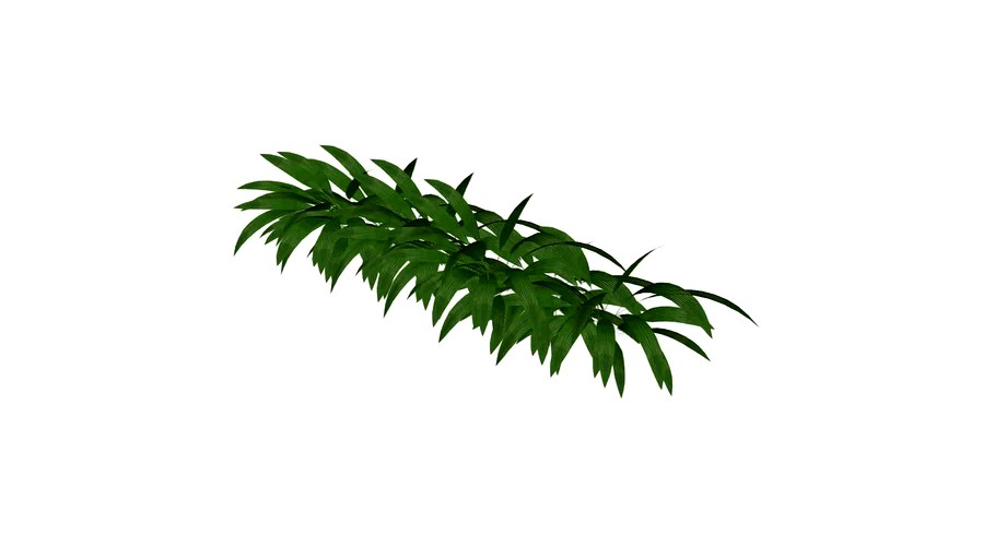 Bim pol - Molineria latifolia - Tropical plant 3d model