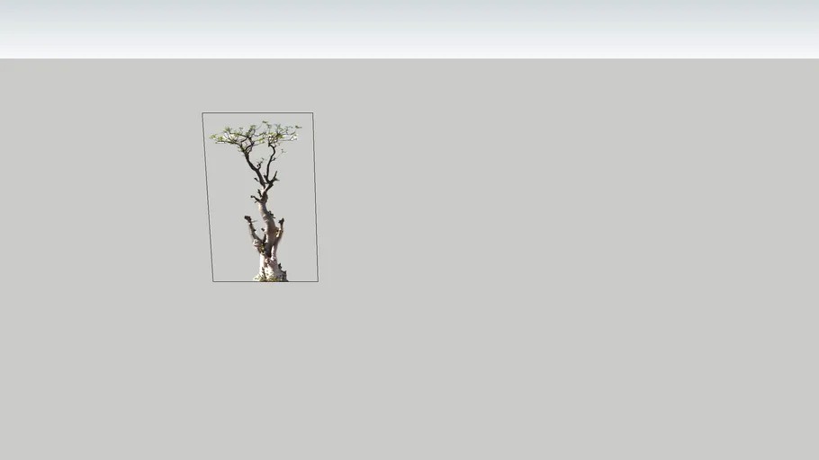 Moringa oleifera 3d model