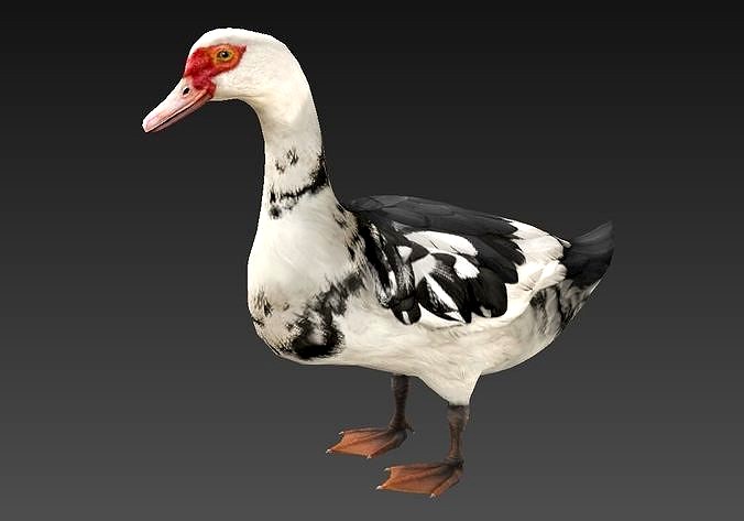 Mallard duck 3d model