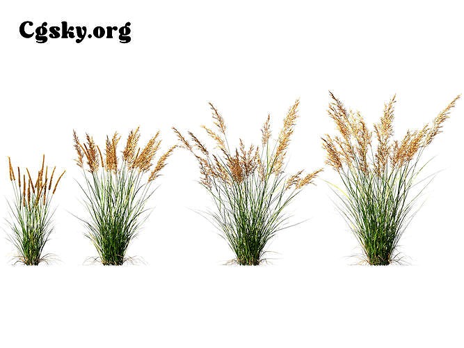 Calamagrostis canadensis - Bluejoint Reedgrass 01 3d model