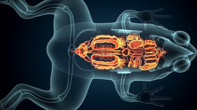 blue female frog anatomy system 3d model