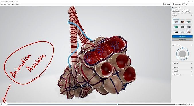 Exchange of gases in alveoli 3d model