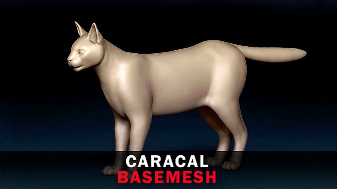 Caracal Base Mesh 3d model