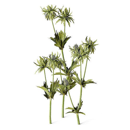 Meadow Plant Thistle 3d model