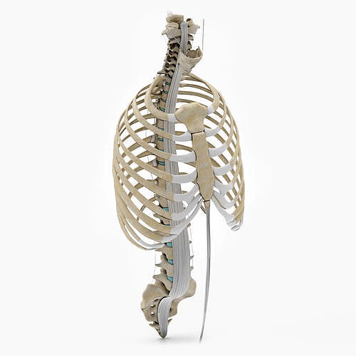 Human Trunk with Ligaments 3d model