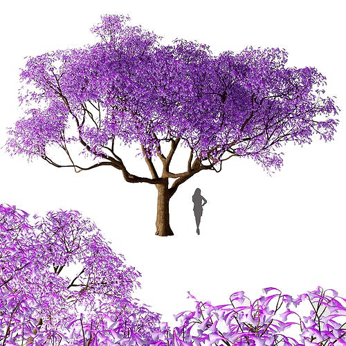Jacaranda mimosifolia 3d model