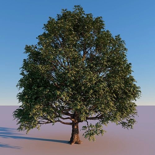 3 Trees 3D Model