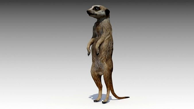 Meerkat Animated 3d model