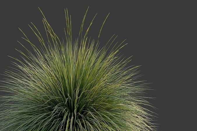 XfrogPlants Deergrass - Muhlenbergia Rigens 3d model