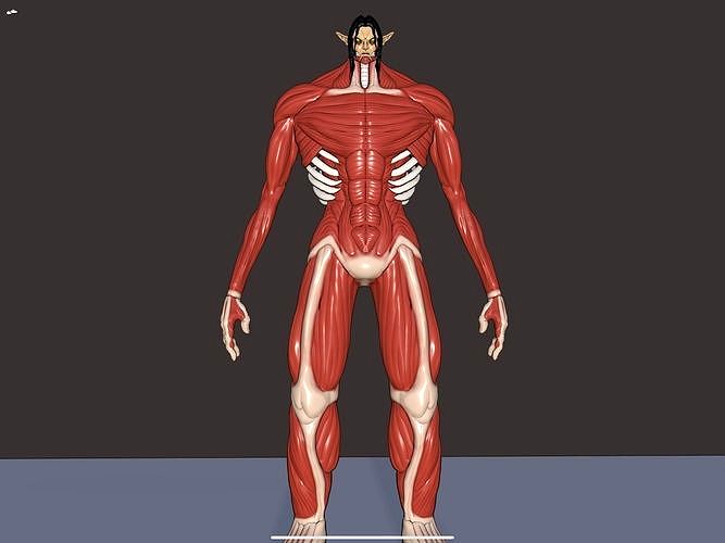 Eren founding titan phase 2 3d model attack on Titan