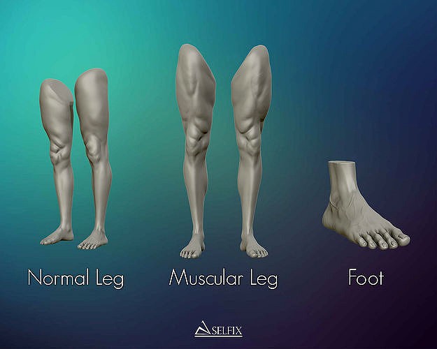 Foot and Leg anatomy | 3D model