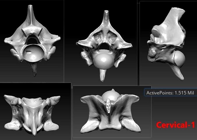 2 Snake Cervical Neck Bones Skeleton 3D Scanned Printable | 3D model