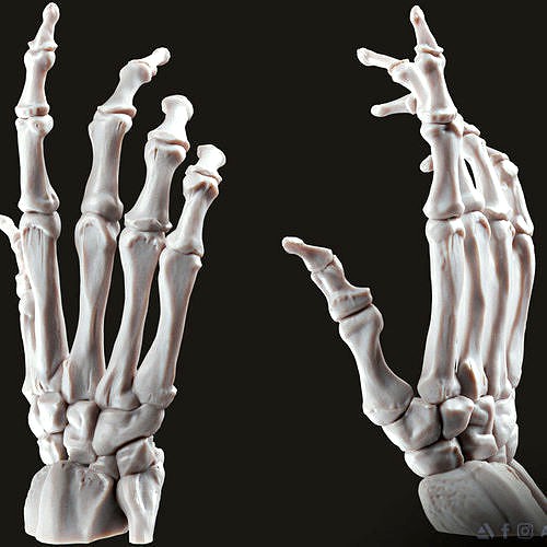 Bone Hand | 3D model