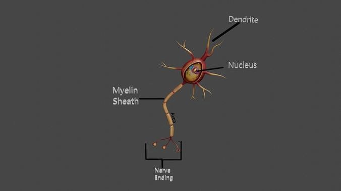 Human Nerve Cell 3d model